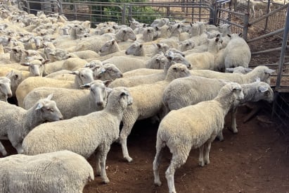 Katanning Sheep Sale Report - Agora Livestock
