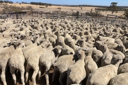 Katanning Sheep Sale Report - Agora Livestock