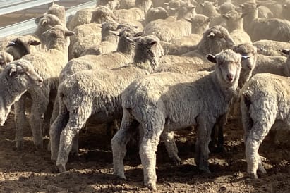 Katanning Sheep Sale Report - Agora Livestock