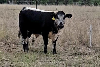Saleyard - Toowoomba cattle sale results - Agora Livestock