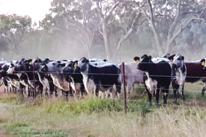 Saleyard - Gunnedah cattle sale results - Agora Livestock