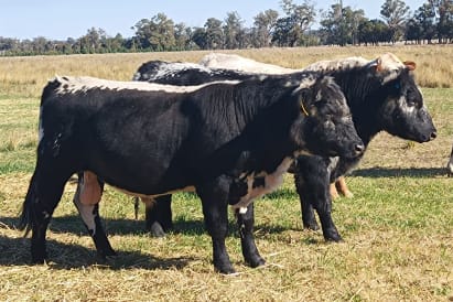 Saleyard - Forbes cattle sale results - Agora Livestock