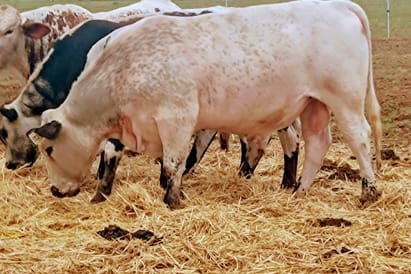 Saleyard - Gunnedah cattle sale results - Agora Livestock