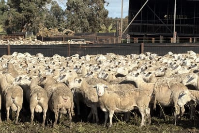SELX Yass Sheep Sale Report - Agora Livestock