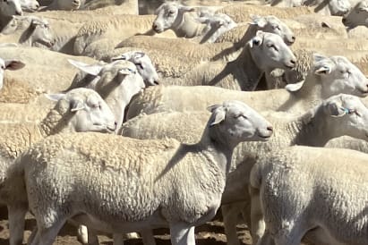 SA Livestock Exchange Sheep Report - Agora Livestock
