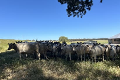 Saleyard - SELX Yass cattle sale results - Agora Livestock
