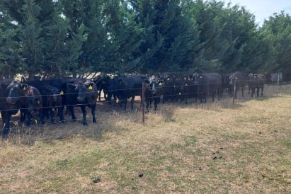 Saleyard - Forbes cattle - Agora Livestock