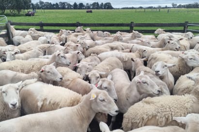 SELX Yass Sheep Sale Report - Agora Livestock