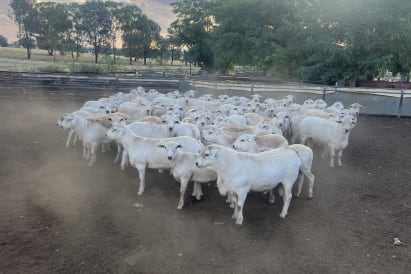 SELX Yass Sheep Sale Report - Agora Livestock