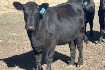Saleyard - SELX Yass cattle sale results - Agora Livestock