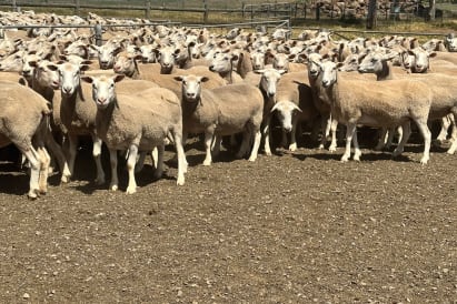 Hamilton Sheep Market Report - Agora Livestock