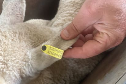 Hamilton Sheep Market Report - Agora Livestock