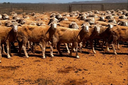 Hamilton Sheep Market Report - Agora Livestock