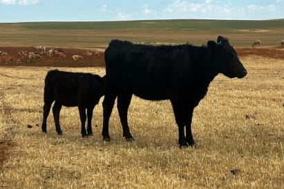 Saleyard - SELX Yass cattle sale results - Agora Livestock