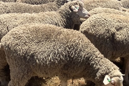 Hamilton Sheep Market Report - Agora Livestock