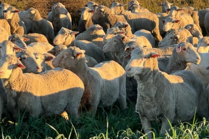 SELX Yass Sheep Sale Report - Agora Livestock