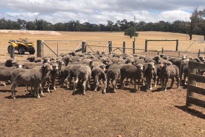 SA Livestock Exchange Sheep Report - Agora Livestock