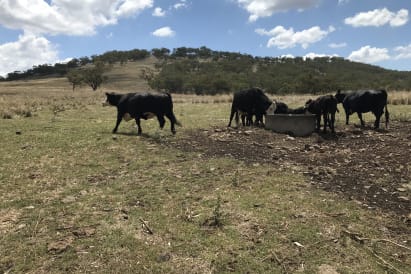 Saleyard - SELX Yass cattle sale results - Agora Livestock