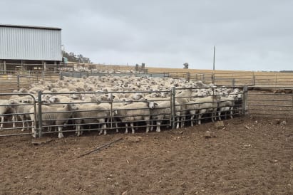 SA Livestock Exchange Sheep Report - Agora Livestock
