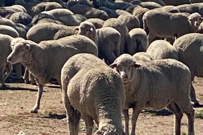 Saleyard - Warwick sheep sale results - Agora Livestock