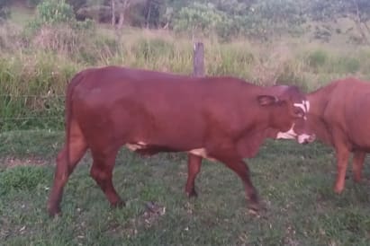 Saleyard - SELX Yass cattle sale results - Agora Livestock