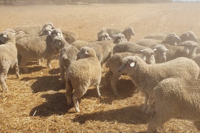 SA Livestock Exchange Sheep Report - Agora Livestock