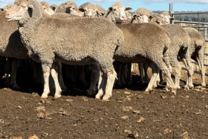 Hamilton Sheep Market Report - Agora Livestock