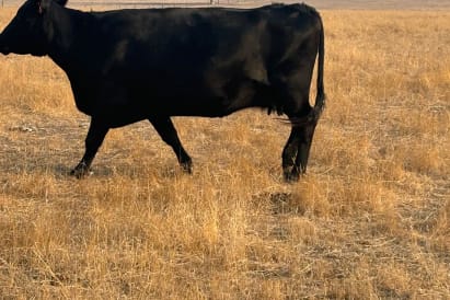 Saleyard - SELX Yass cattle sale results - Agora Livestock