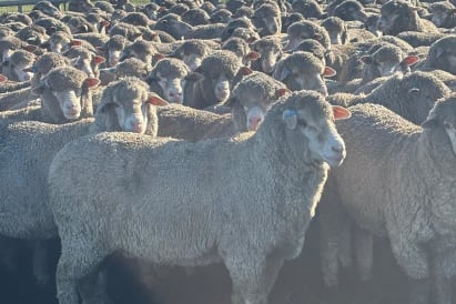 SELX Yass Sheep Sale Report - Agora Livestock