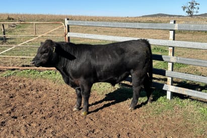 Saleyard - Dalby cattle sale results - Agora Livestock