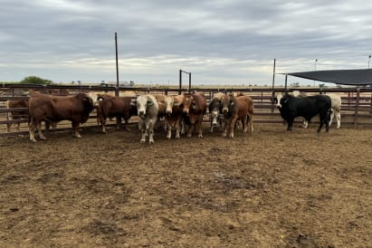 Saleyard - Dalby cattle sale results - Agora Livestock