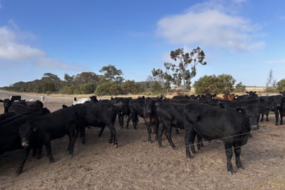 Saleyard - Dalby cattle sale results - Agora Livestock