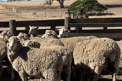 SA Livestock Exchange Sheep Report - Agora Livestock