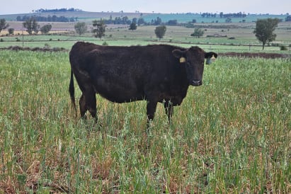 Saleyard - SELX Yass cattle sale results - Agora Livestock