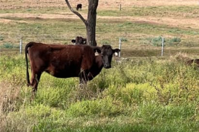 Saleyard - SELX Yass cattle sale results - Agora Livestock