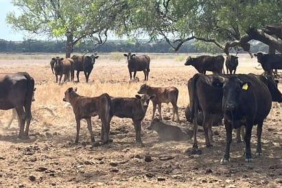 Saleyard - SELX Yass cattle sale results - Agora Livestock