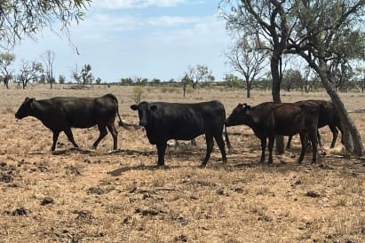 Saleyard - SELX Yass cattle sale results - Agora Livestock