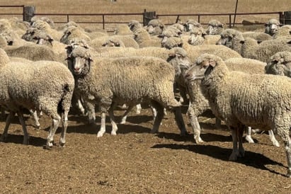 SA Livestock Exchange Sheep Report - Agora Livestock