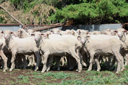 SELX Yass Sheep Sale Report - Agora Livestock