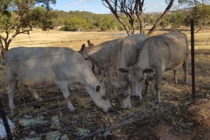 Saleyard - Forbes cattle sale results - Agora Livestock