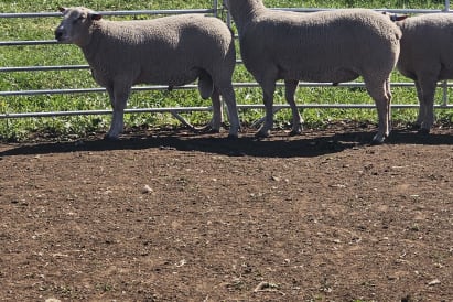 Hamilton Sheep Market Report - Agora Livestock