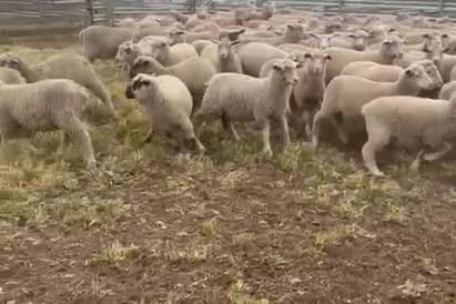 Hamilton Sheep Market Report - Agora Livestock
