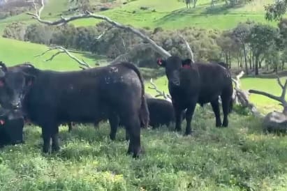 Saleyard - SELX Yass cattle sale results - Agora Livestock