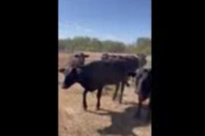 Saleyard - SELX Yass cattle sale results - Agora Livestock