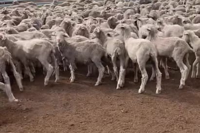 SA Livestock Exchange Sheep Report - Agora Livestock