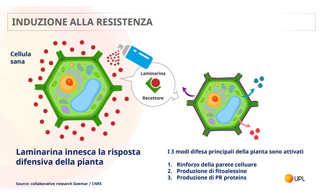 Vacciplant - laminarina - Agrimag