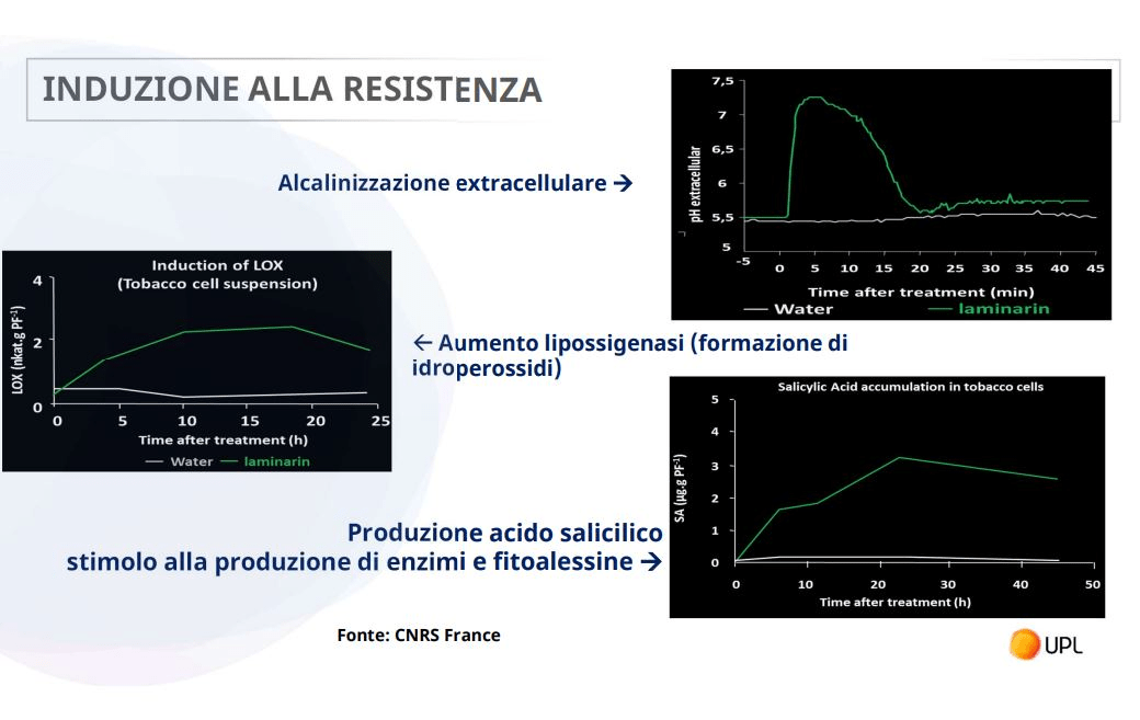 Vacciplant - laminarina - Agrimag