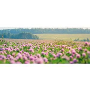 Agricol Inoculant Clover Packet | Agrimark