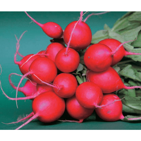 Seed Radish Cherry Bell 500g | Agrimark