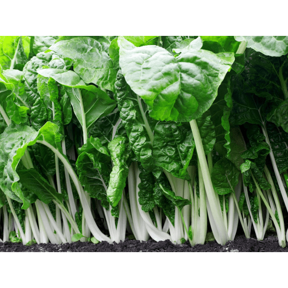 Seed Swiss Chard Fordhook Giant 500g | Agrimark